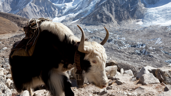 Yaks: How Their Wool is Used and Harvested! - One World Bazaar
